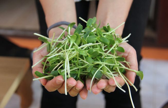 Five Incredibly Easy ways to Add Sprouts to your Diet